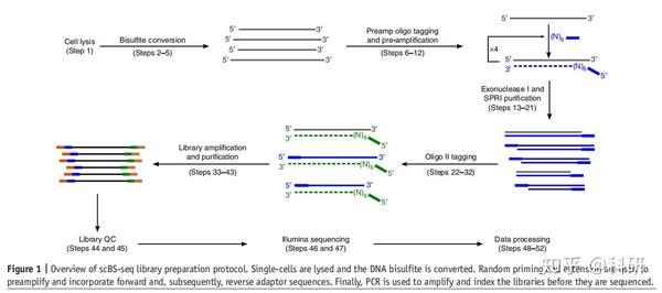 技术解读 单细胞甲基化测序（scBS-seq）比对率奇低？你的文库方向性参数可能没选对！ - 知乎