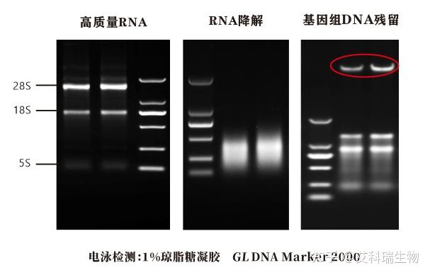 RNA提得好，后续实验不用愁！ - 知乎