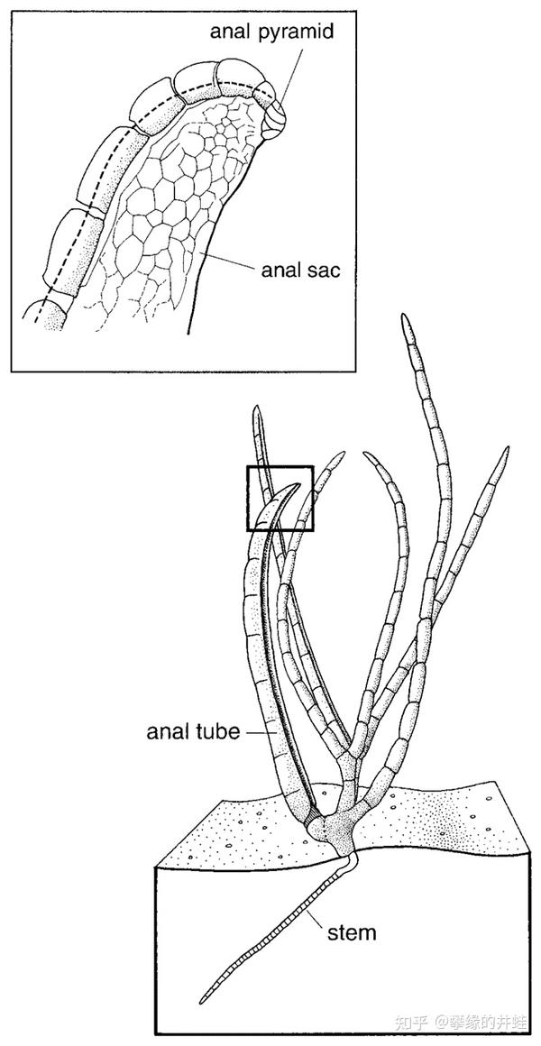 【地球演义】第二百七十四回 异界来客7：Alura Une - 知乎