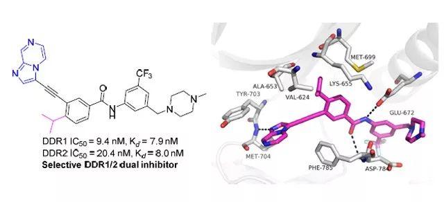 DDR1 和 DDR2 双靶点抑制剂的设计合成及其抗炎作用研究 - 知乎