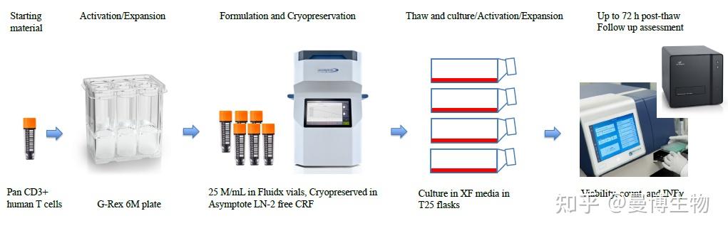 BioLife冻存液应用于T细胞治疗中细胞冻存工艺优化 - 知乎