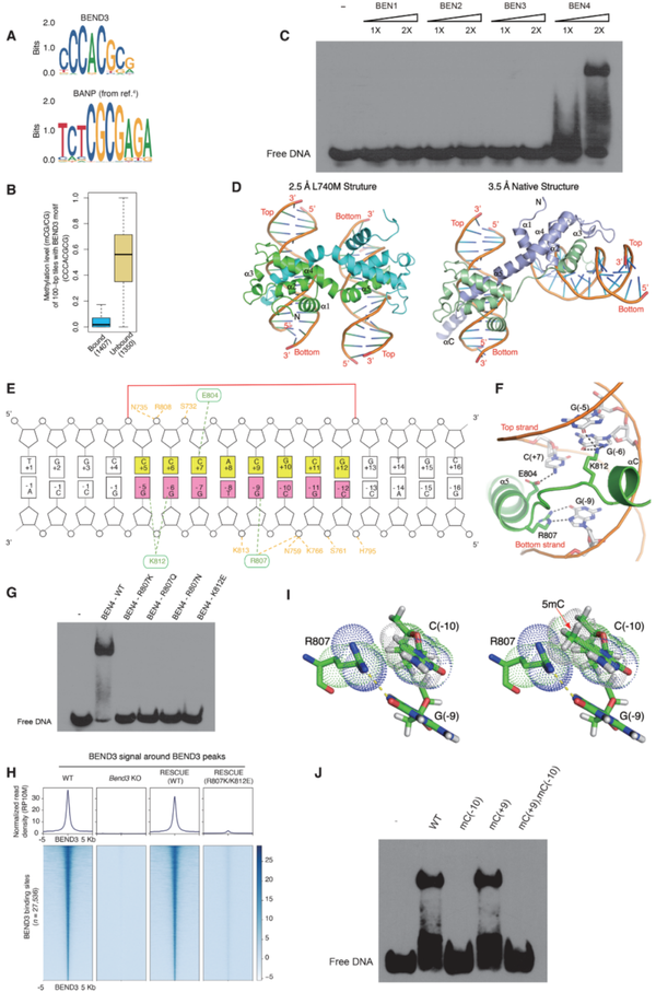 Science — 朱冰/许瑞明团队发现CpG岛结合蛋白BEND3的作用机制 - 知乎