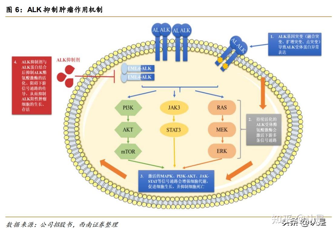 首药控股研究报告：三代ALK和RET有望成为首款国产产品 - 知乎