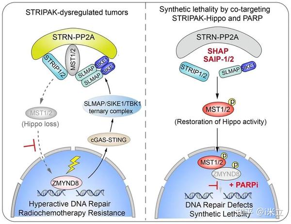 IF:19.456｜Hippo-STRIPAK和PARP联合靶向导致胃肠道癌症合成致死 - 知乎
