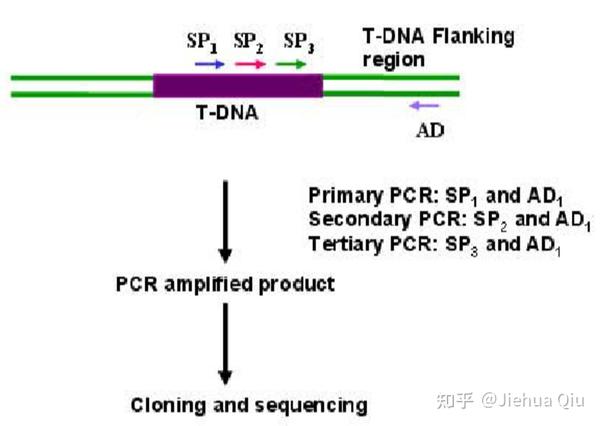 PCR-PCR种类 - 知乎