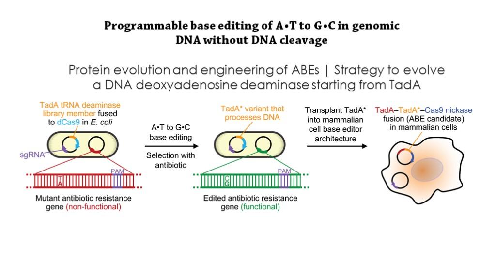 基因组DNA单碱基编辑技术与工具开发(附PPT下载链接) - 知乎