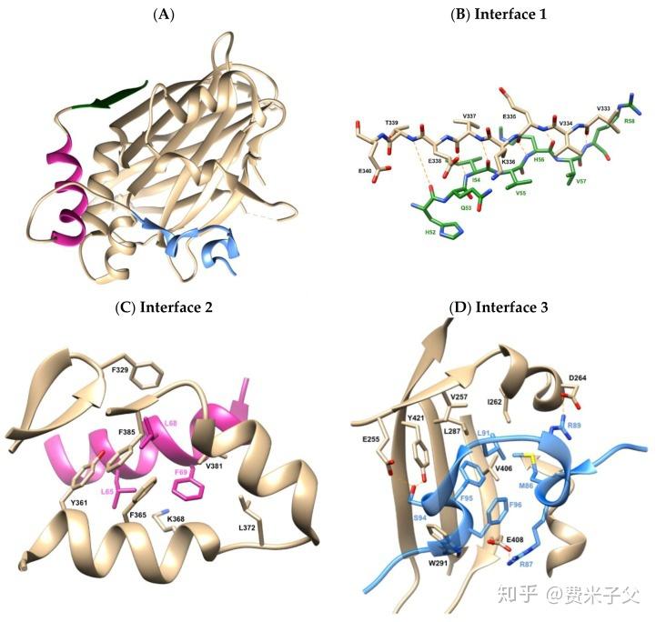 针对YAP-TEAD蛋白质-蛋白质界面的虚拟筛选方法，发现一类新型的YAP-TEAD相互作用抑制剂 - 知乎