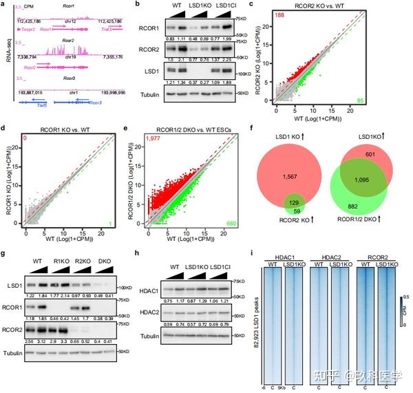 Nature子刊：LSD1 在调节增强子和细胞命运转变中的独立去甲基化作用 - 知乎