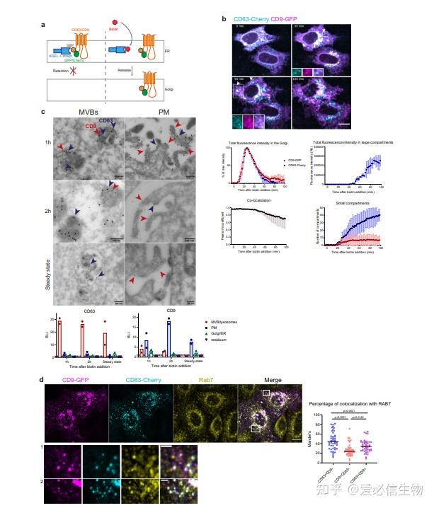 文献解读 | 原来CD63才是外泌体特异性标志性蛋白，而CD9和CD81并不特异 - 知乎