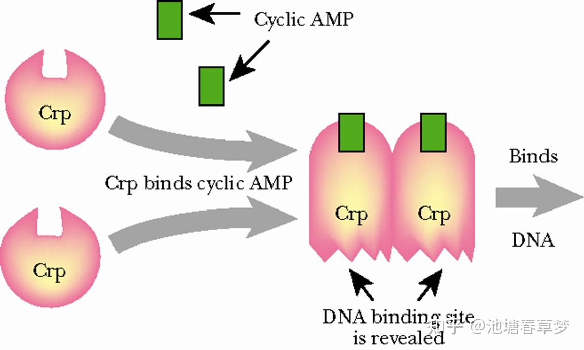 深入浅出原核基因表达调控（乳糖操纵子、色氨酸操纵子） - 知乎