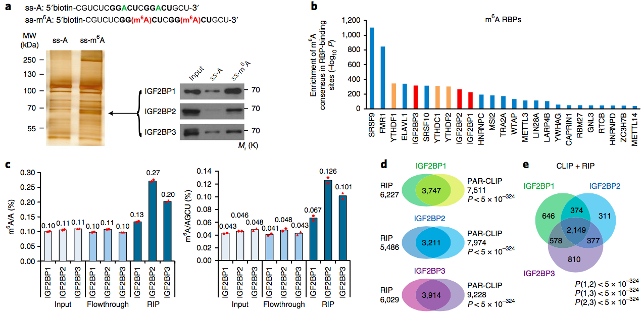NCB: 一种新的m6A阅读器！可促进mRNA翻译和稳定性 - 知乎