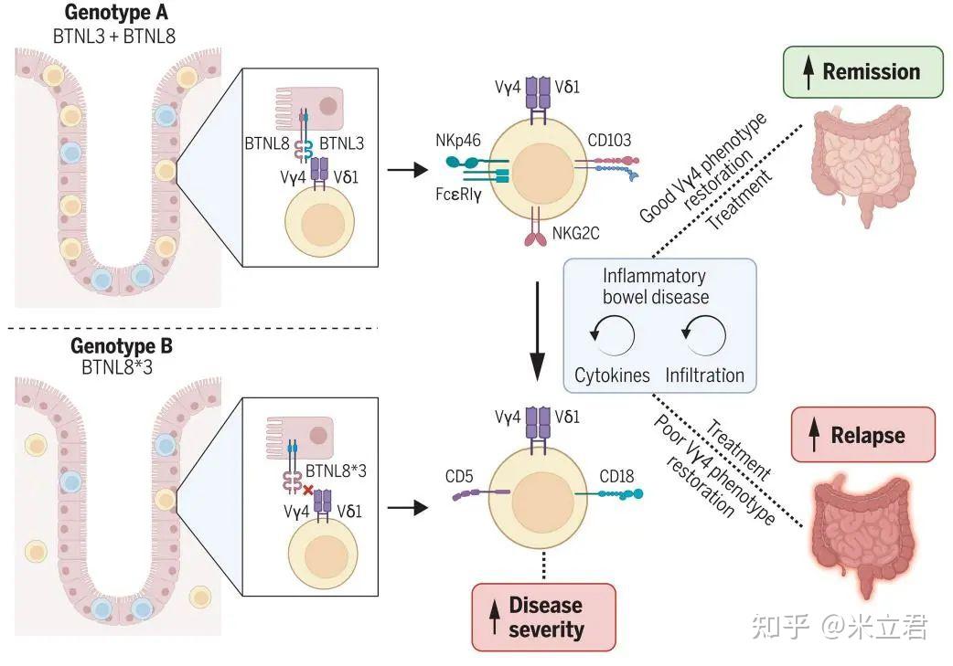 BTNL蛋白对保守γδ T细胞的选择性限制了人类炎症性肠病的进展 - 知乎