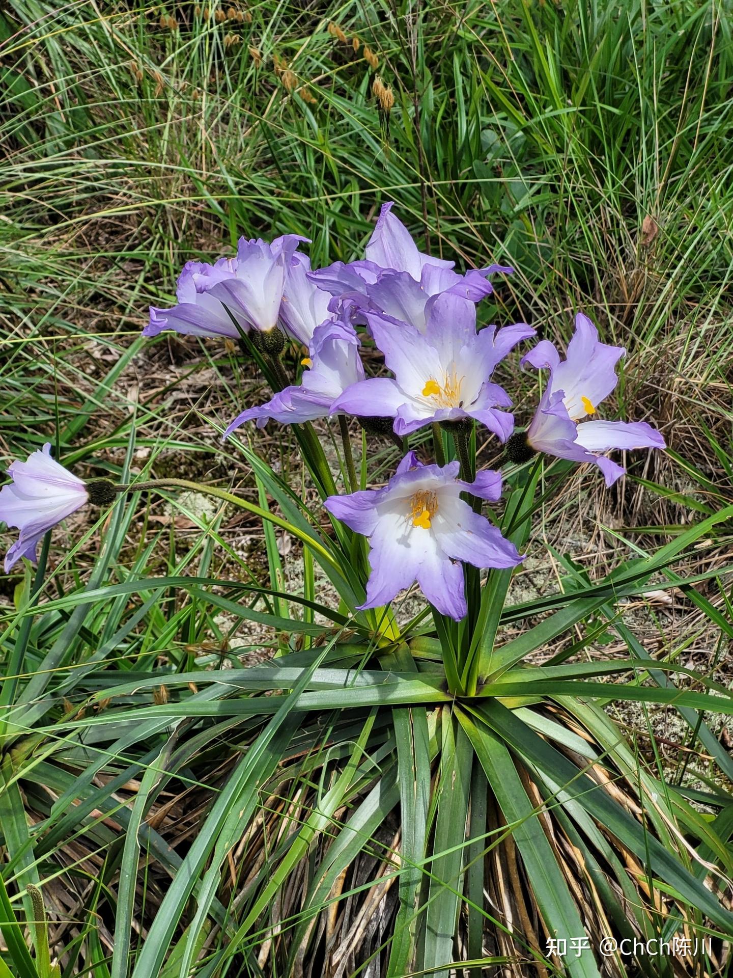 多肉植物全图鉴15：翡若翠科（Velloziaceae），翡若翠属（Vellozia） 原始种I-Z 与产地种 - 知乎