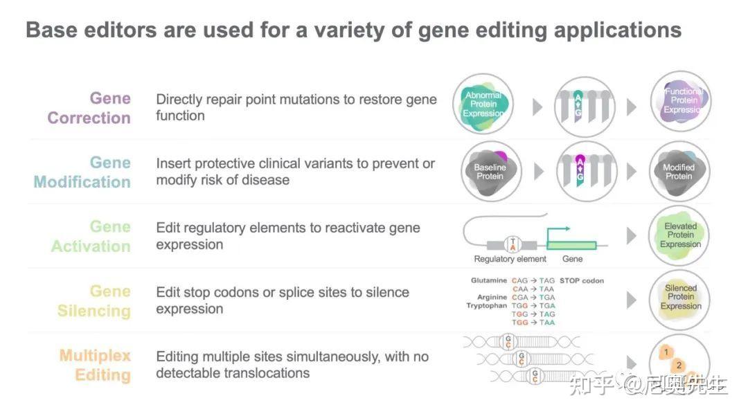 CBE-T：TadA介导的下一代CBE编辑器 - 知乎