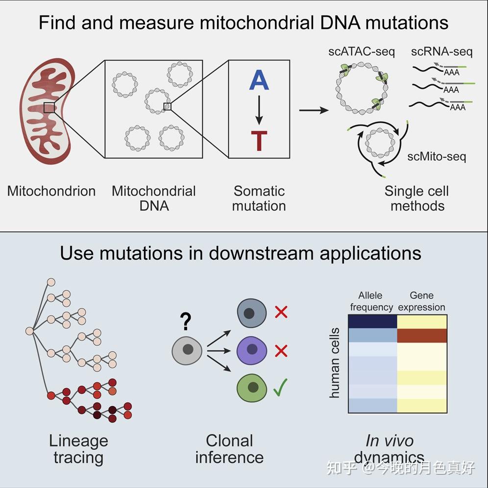 Lineage Tracing in Humans Enabled by Mitochondrial Mutations and Single-Cell Genomics - 知乎