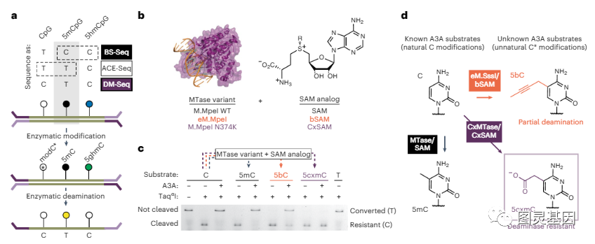 Nat Che Bio | 纳克级DNA 5mC甲基化单碱基测序 - 知乎