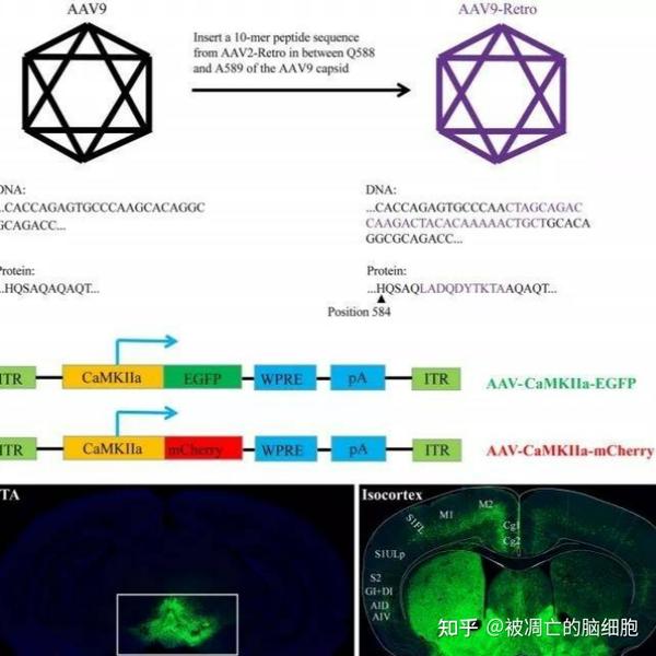 神经领域AAV组织特异性启动子7剑客简介 - 知乎
