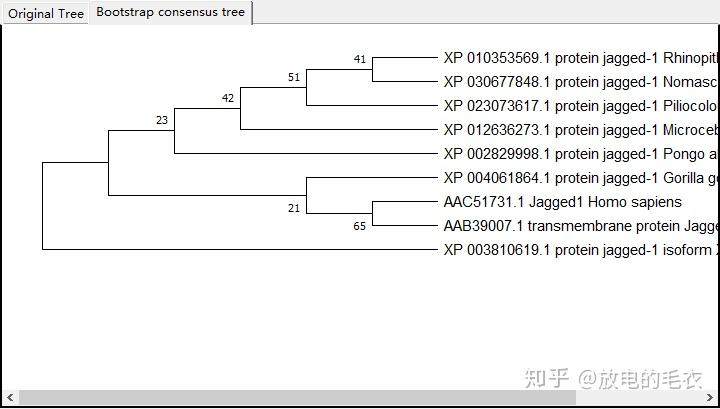 MEGA在分子进化树方面的应用 - 知乎