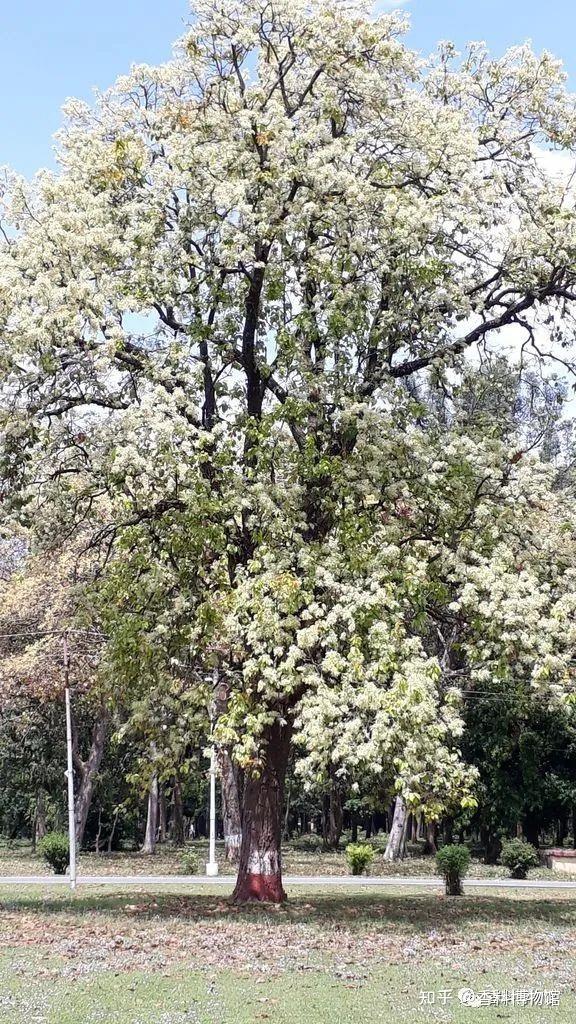 娑罗树脂与娑罗树——佛陀涅槃之树 - 知乎