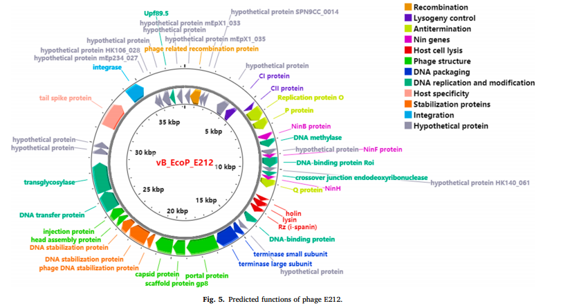 【派森诺项目文章】新型噬菌体的分离、鉴定与全基因组测序研究 - 知乎
