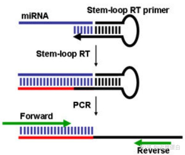 qPCR技术小讲堂第二期：从RNA到cDNA - 知乎