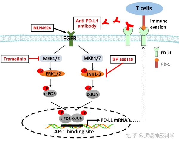 Cell Death Dis︱浙江大学医学院附院孙毅团队揭示拟素化抑制剂MLN4924的肿瘤相关免疫抑制作用机制及靶向联合用药 - 知乎