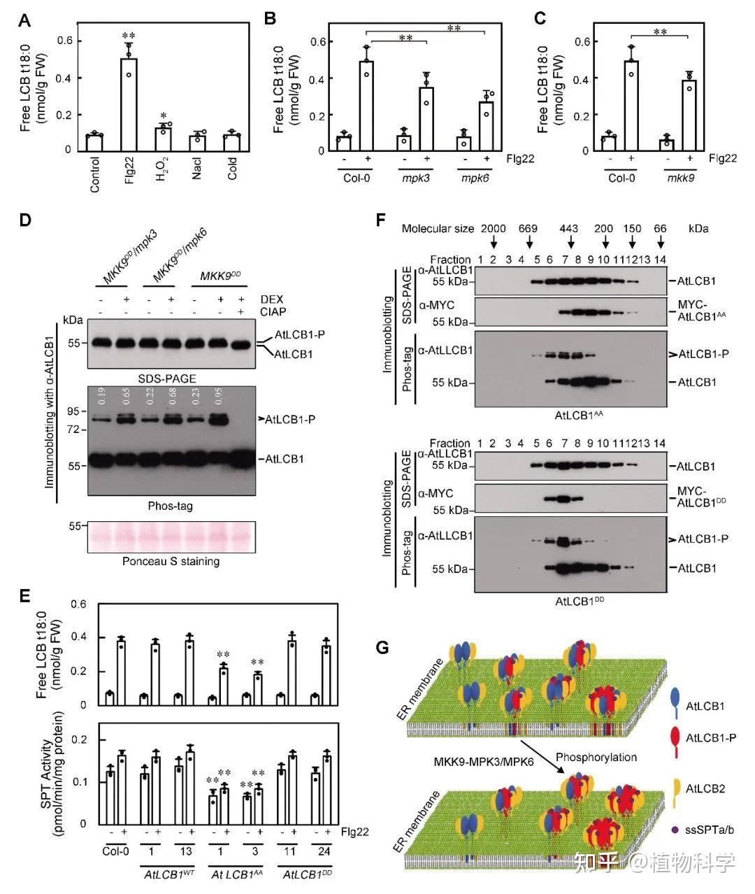 JIPB | 中国农业大学任东涛课题组发现MAPK调控植物鞘脂合成途径的新机制 - 知乎