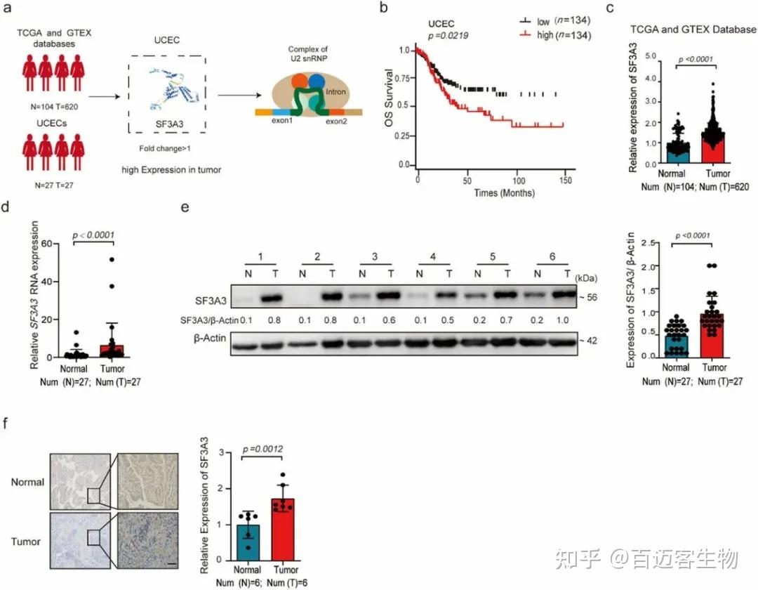 IF14.1 Adv Sci | 浙江大学团队发表突破性研究成果 - 知乎