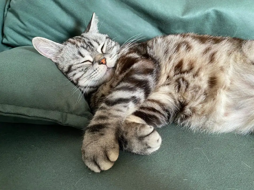 枕头枕头如何选？价格100-400元之间，睡眠博士|亚朵|7C|翼眠|躺岛六款枕头横评，哪款才更值得入手？ - 知乎