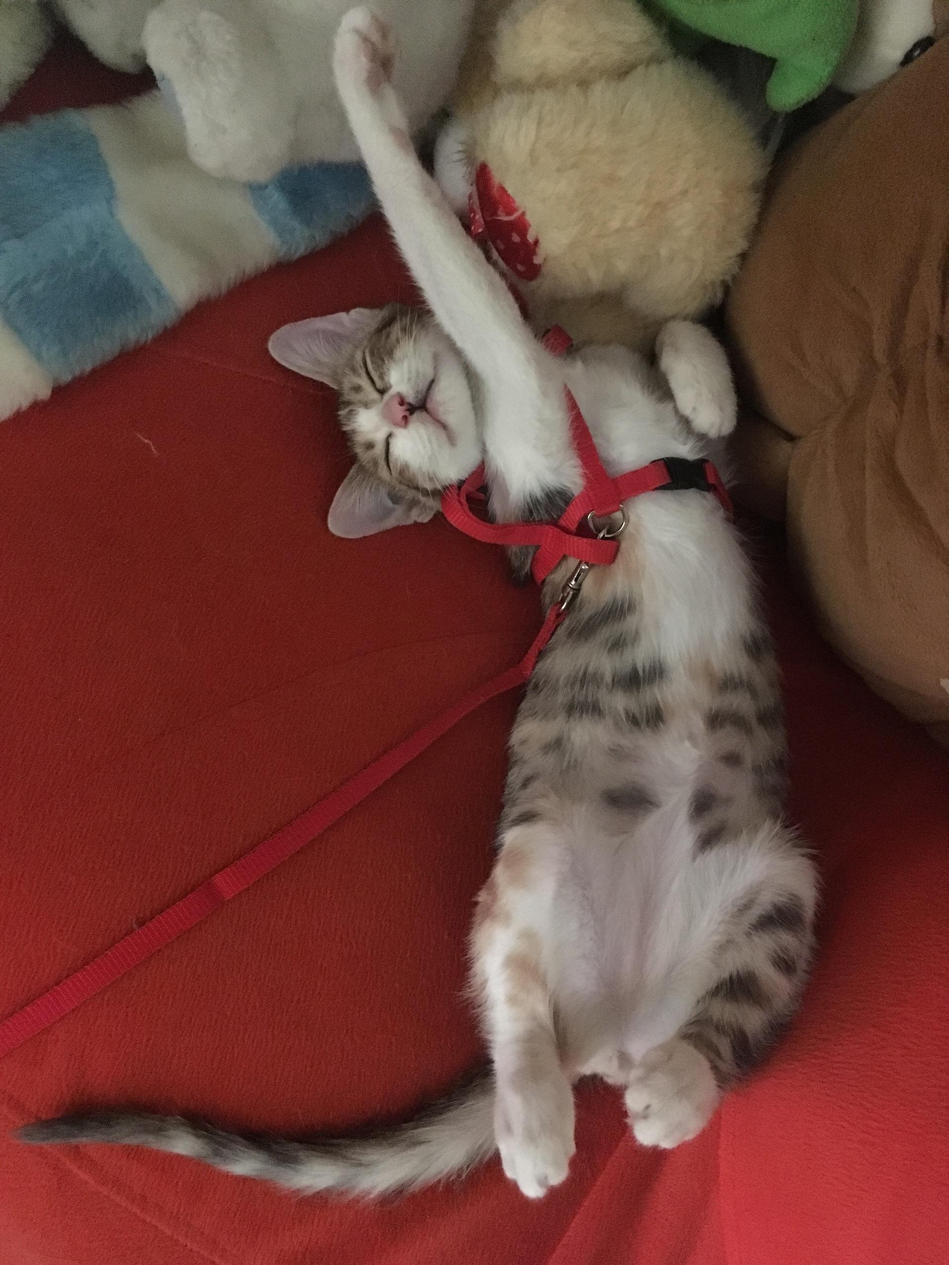 猫咪突然把肚皮亮出来给你看是什么意思? 知乎