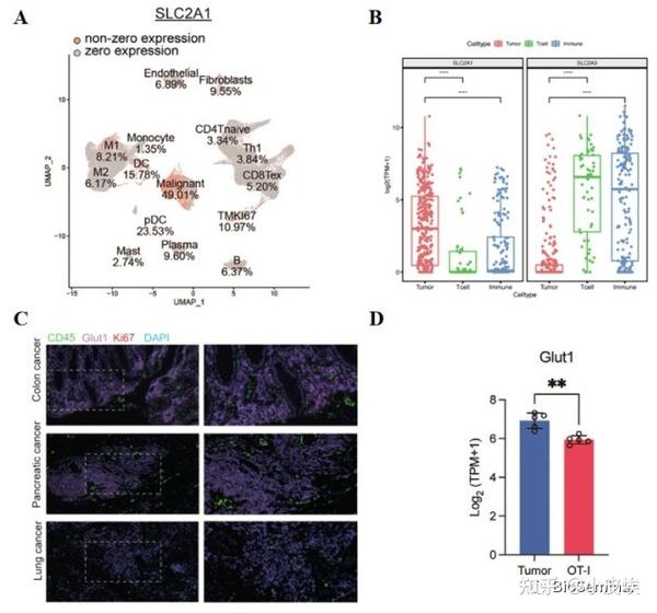 Cell Metabolism | 最新发现：糖酵解助力肿瘤细胞免疫逃逸机制 - 知乎