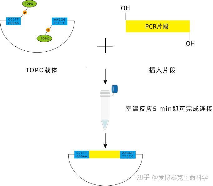 新品 | TOPO克隆试剂盒：一种快速高效的克隆方法 - 知乎