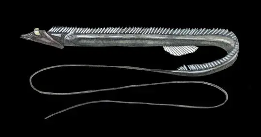 长尾巴，大眼睛——你认识这位深海“小仙女”吗？（作者：暮晖熠熠） - 知乎