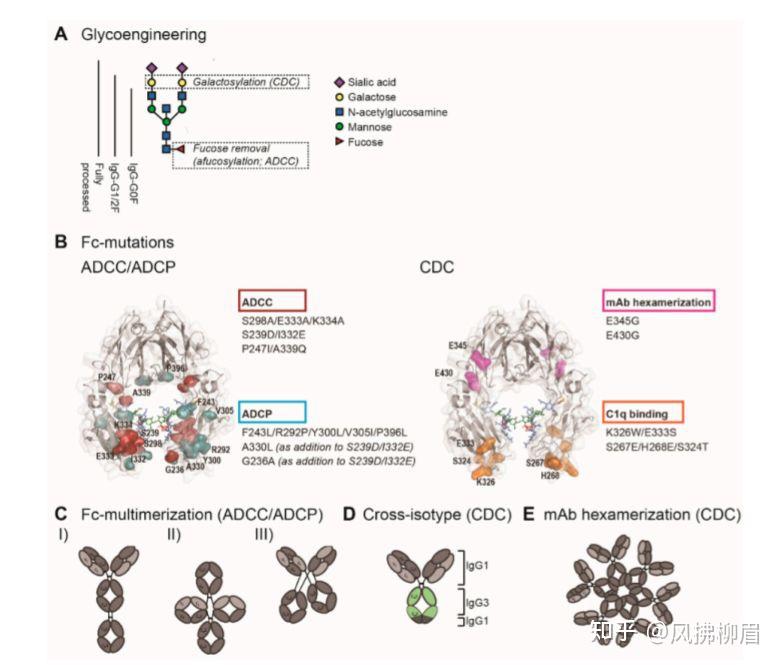 抗体抗体Fc工程简介 - 知乎