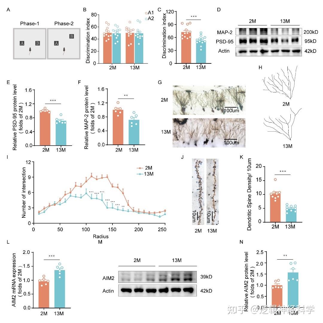 Aging Cell︱南京大学徐运团队揭示AIM2通过补体依赖的小胶质细胞突触吞噬介导衰老相关认知功能障碍 - 知乎