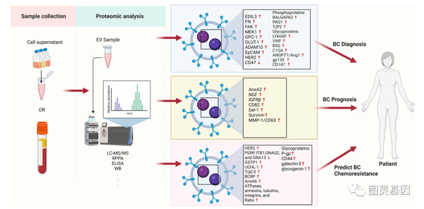 Mol Cancer | 细胞外小囊泡生物标志物在乳腺癌诊断和预后中的最新进展 - 知乎