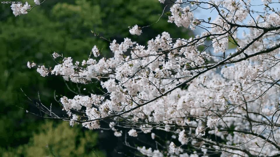 唯美梦幻樱花4K高清手机电脑壁纸推荐 - 知乎