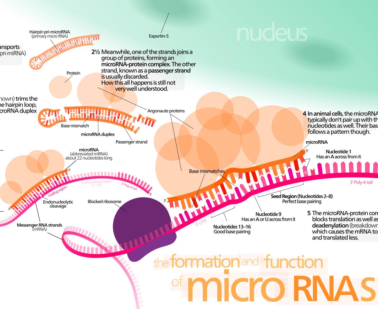前沿分子生物学技术（6）MiRNA可用于疾病筛查和治疗吗？ - 知乎
