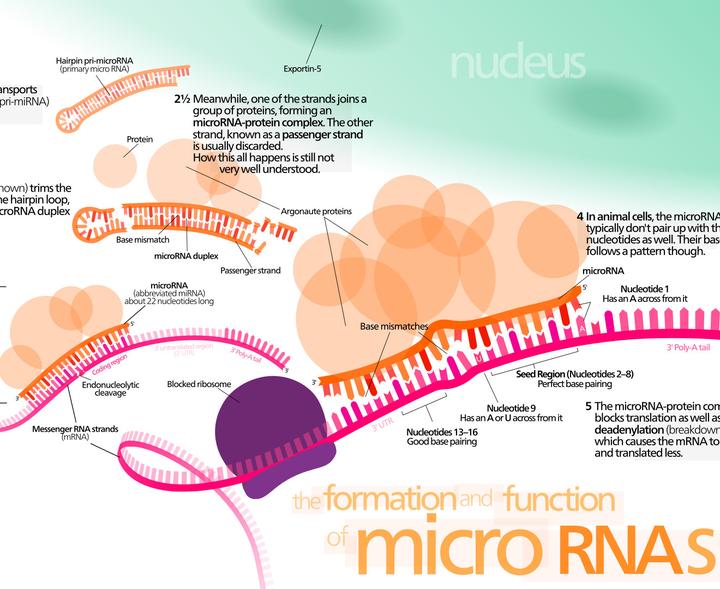 前沿分子生物学技术（6）MiRNA可用于疾病筛查和治疗吗？ - 知乎
