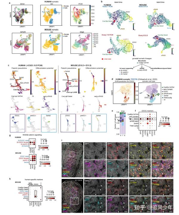 10X单细胞空间解码人类性腺发育路线图 - 知乎