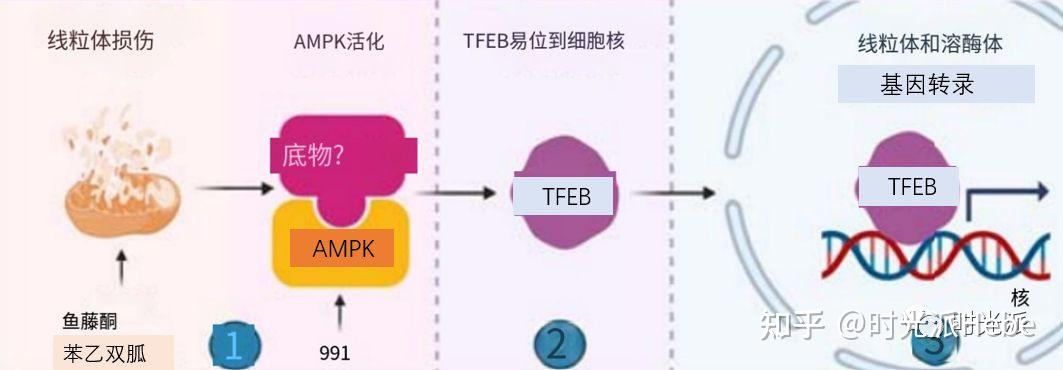 20年磨一剑！Science：索尔克研究所破解AMPK与线粒体合成关键蛋白 - 知乎