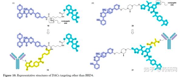 新模式的兴起 —— 降解抗体偶联药物（DAC） - 知乎