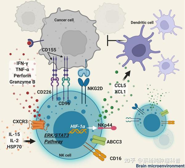 NK细胞治疗脑肿瘤的研究进展 - 知乎