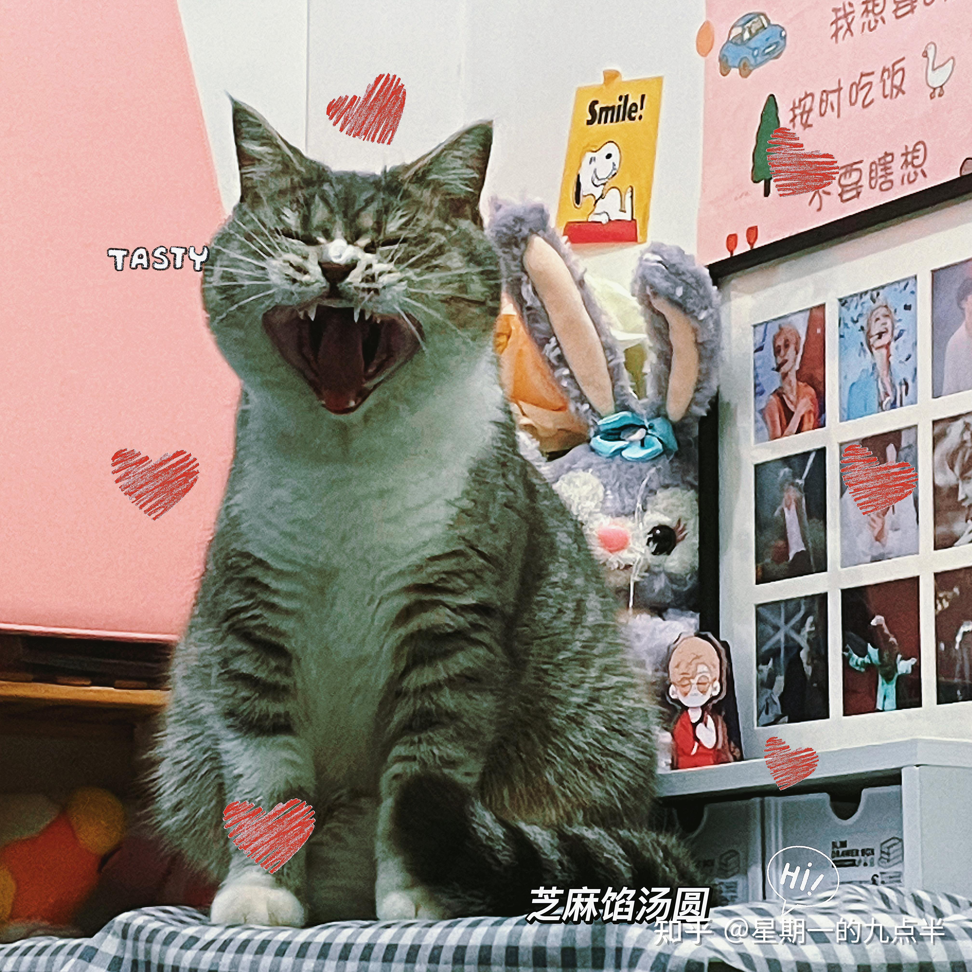 猫咪怎么减肥 知乎