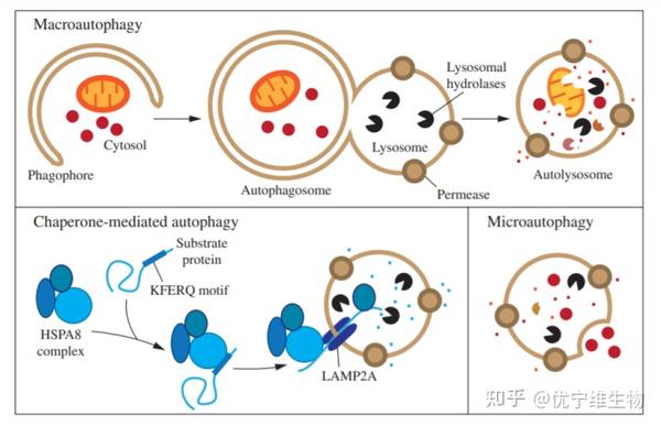 【小优细节君】细胞自噬标志物LC3检测要点，必看！ - 知乎