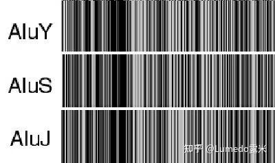 Alu突变的进化——一种巧妙的防御 - 知乎