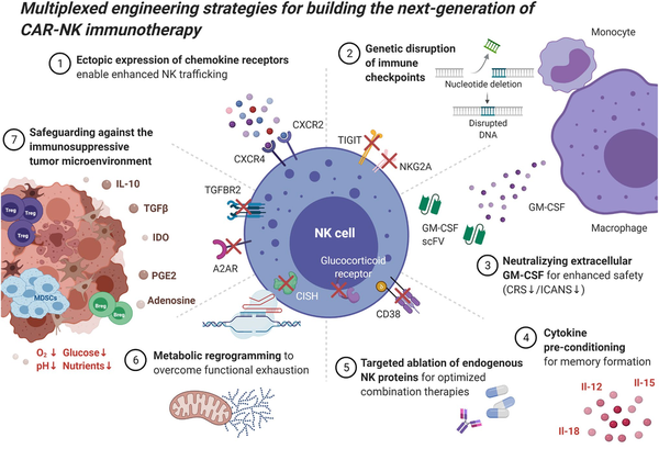 CAR疗法：从CAR-T到CAR-NK和CAR-M - 知乎