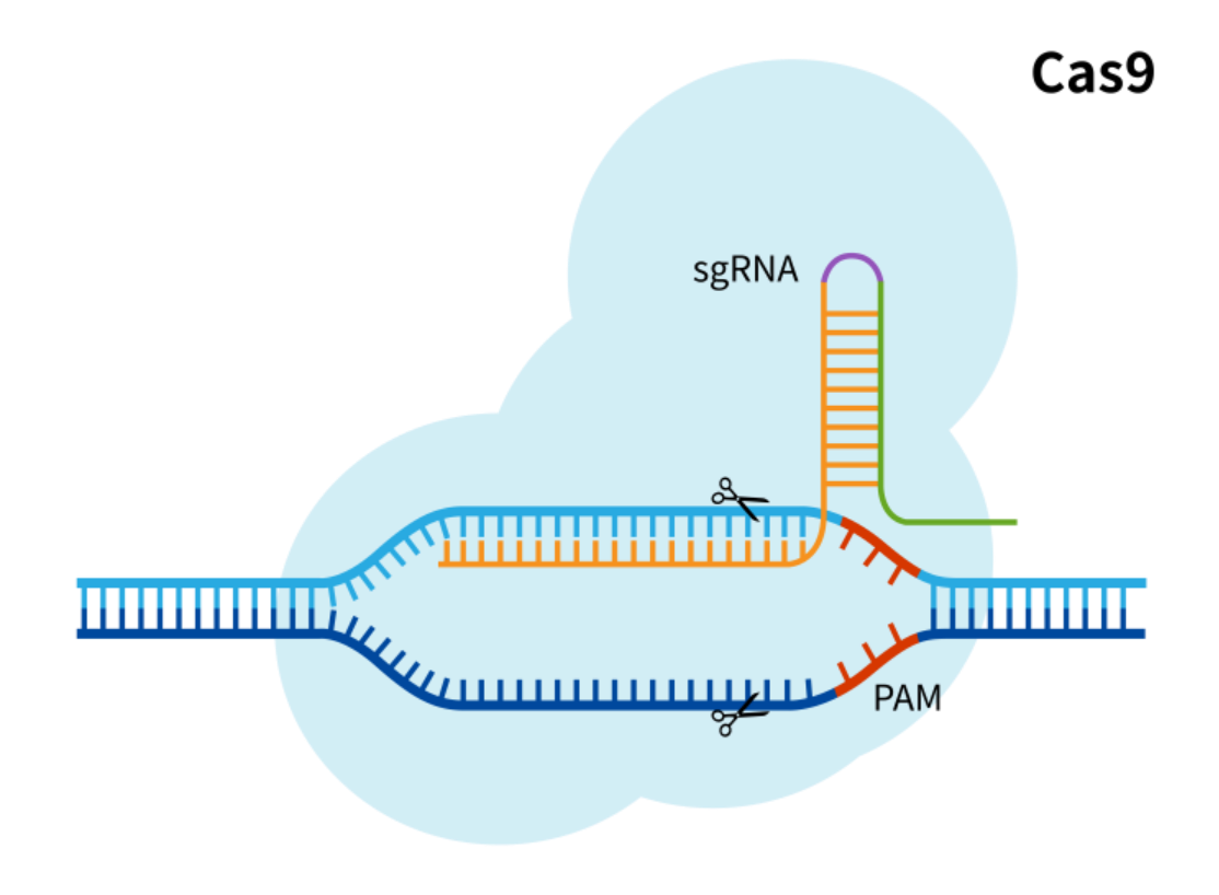 基因编辑-CRISPR/CAS系统最流行的三大系列：9、12a、13a - 知乎