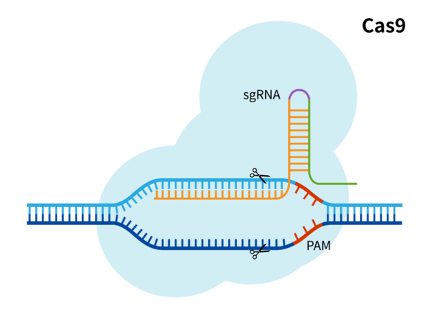基因编辑-CRISPR/CAS系统最流行的三大系列：9、12a、13a - 知乎