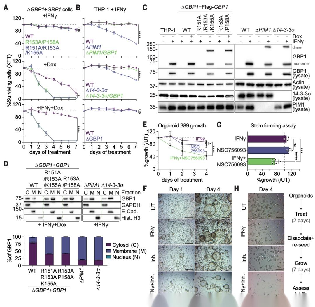 Science丨PIM1 控制 GBP1 的活性，以限制自我损伤并防止病原体感染 - 知乎
